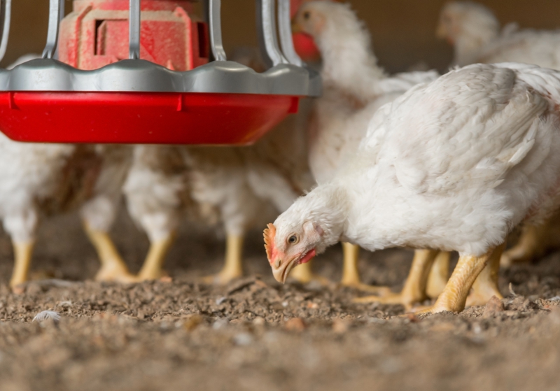 Automated broiler phenotyping using smart technologies to improve ...